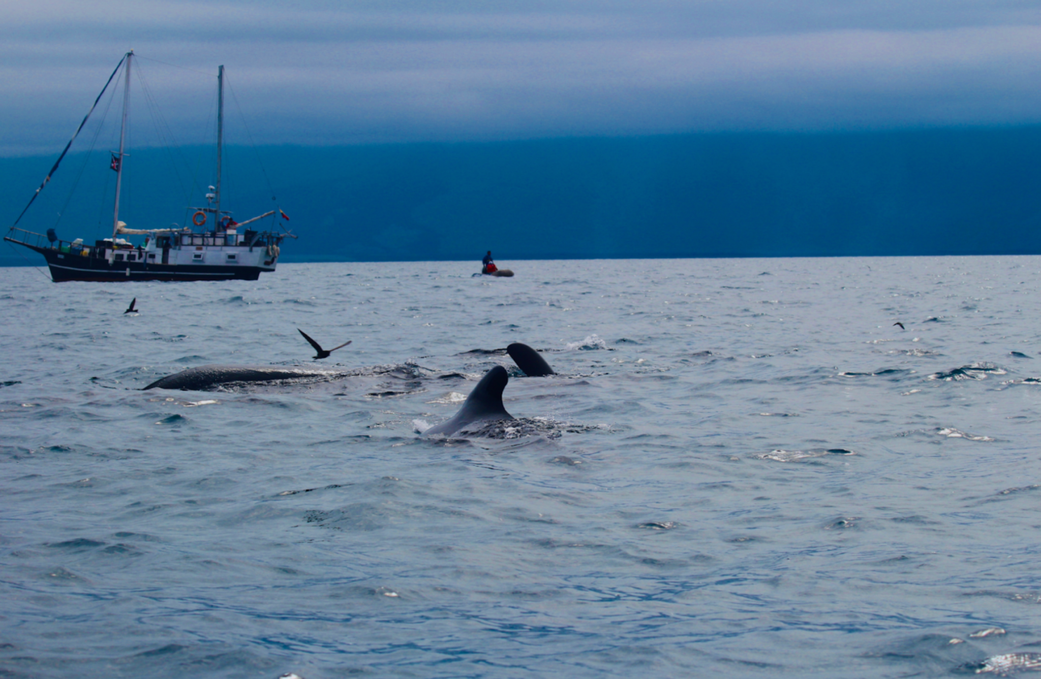 New collaborations and citizen science to better understand cetaceans ...