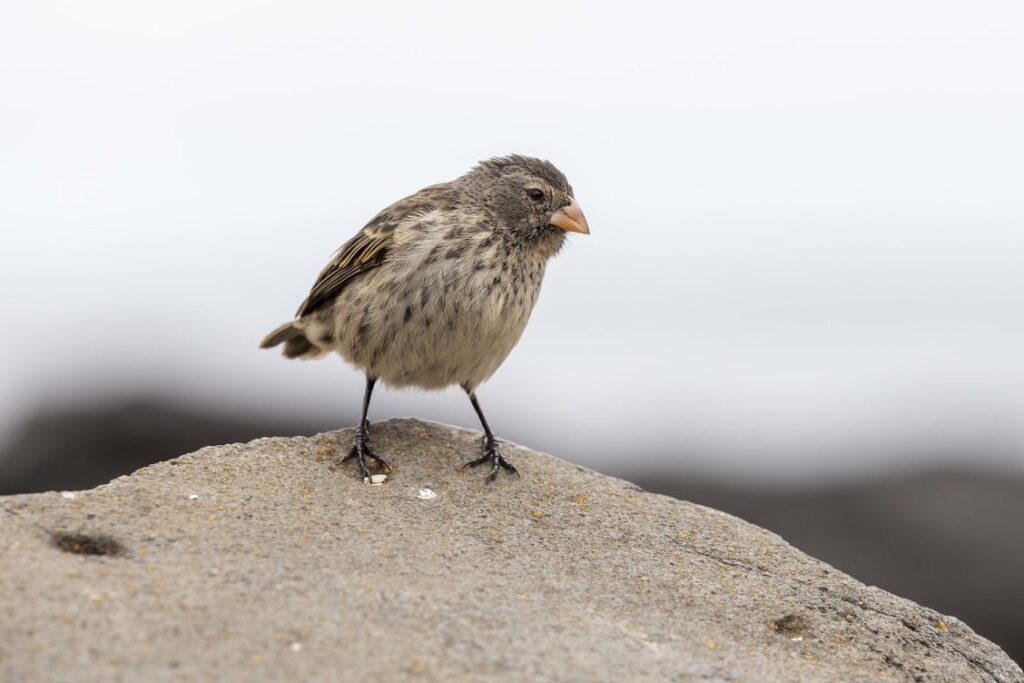 Learn About The Main Achievements of The Galapagos Science Center ...