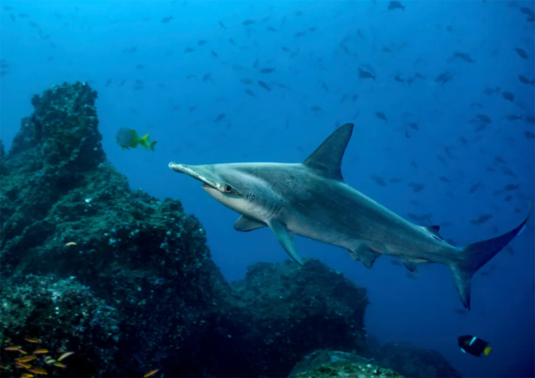 Mapping Important Shark and Ray Areas (ISRAs) in the Central and South ...