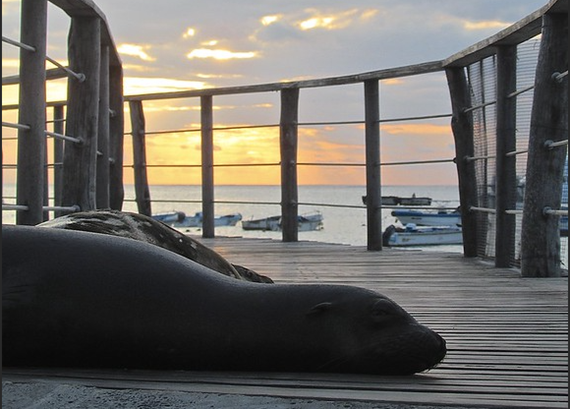 Time-calibrated phylogeny and full mitogenome sequence of the Galapagos ...