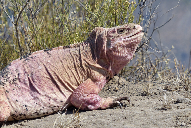 When pink is a question: Comparative gross and microscopic skin ...