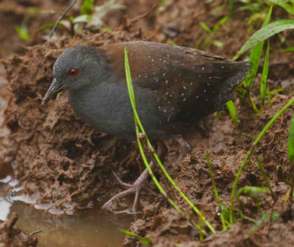 Whole-genome analysis reveals the diversification of Galapagos rail ...