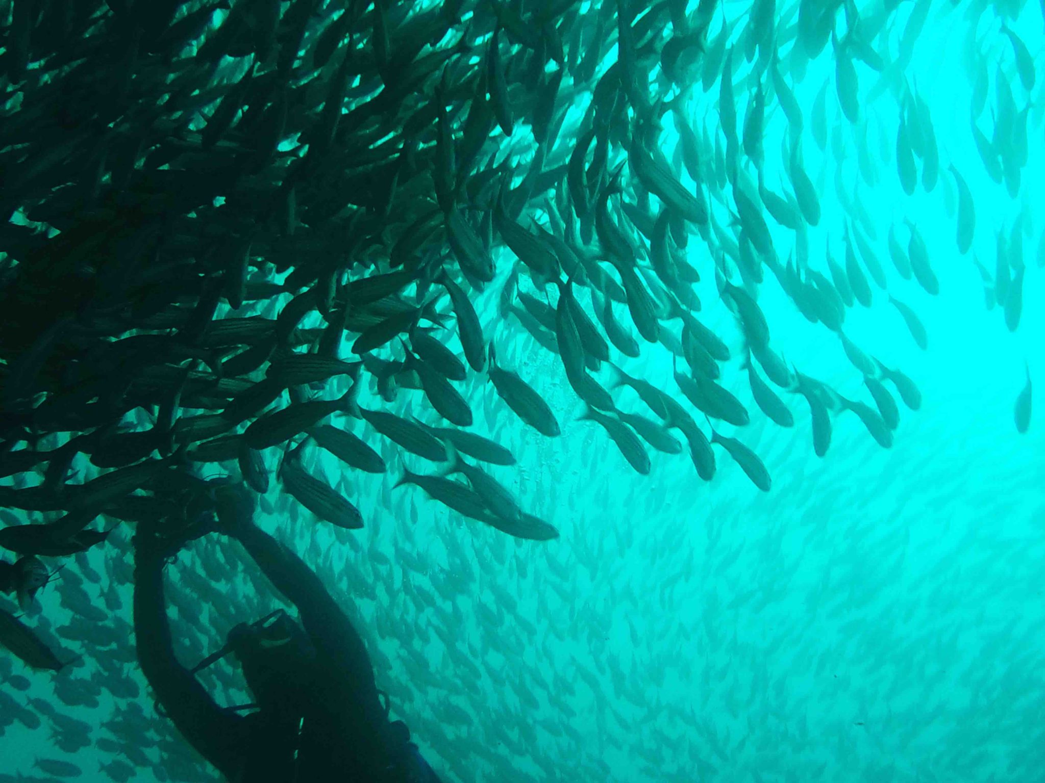 Divergent responses of pelagic and benthic fish body-size structure to ...