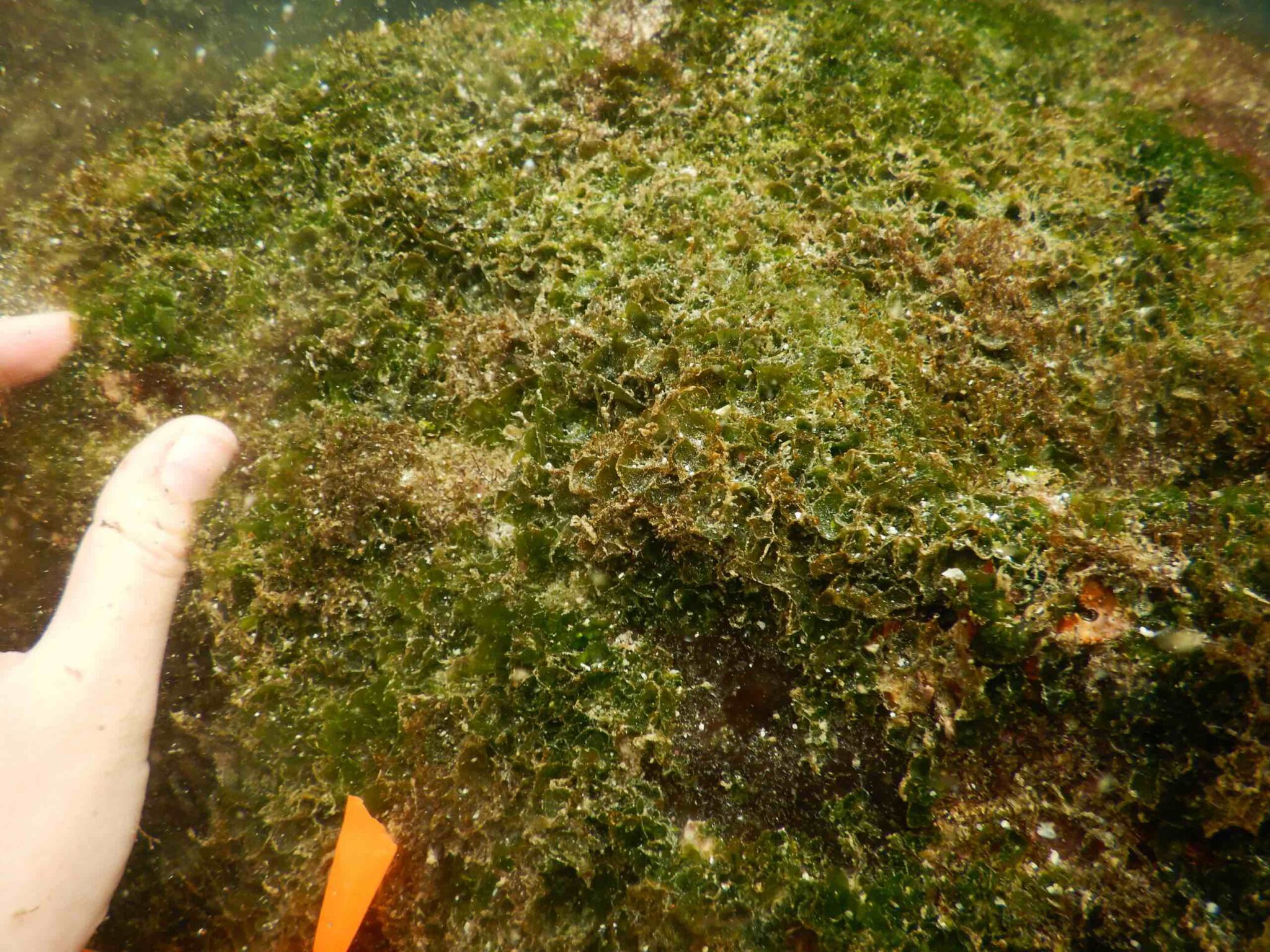 Taxonomic assessment of blade-forming Ulva species (Ulvales, Chlorophyta) in the Galápagos ...