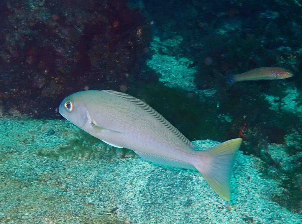 Feeding strategies of the ocean white fish (Caulolatilus princeps) and ...