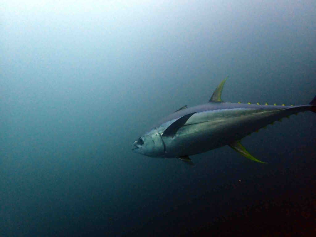 Fishing effort dynamics around the Galápagos Marine Reserves as ...
