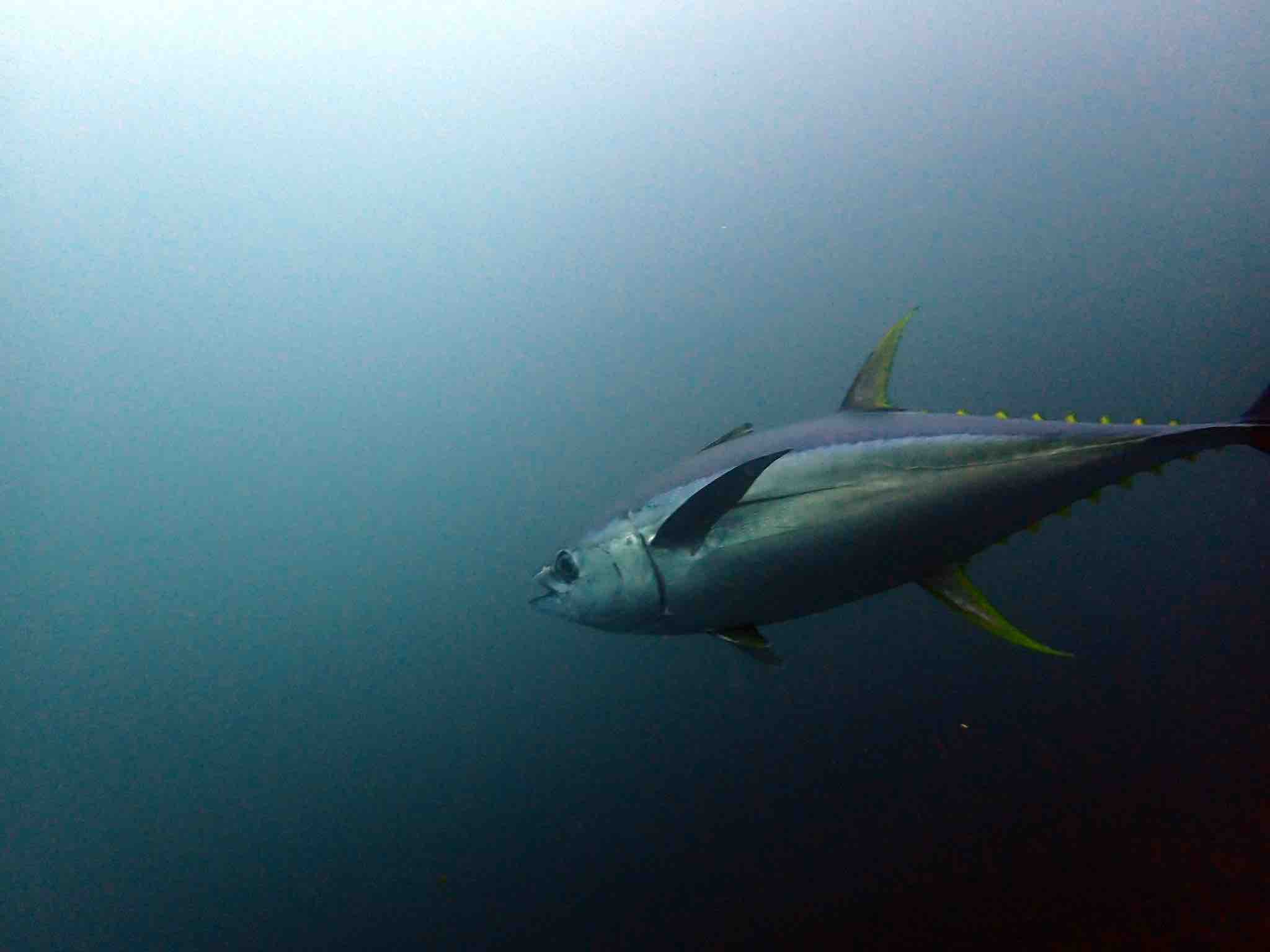 Galapagos Science Center – GSC