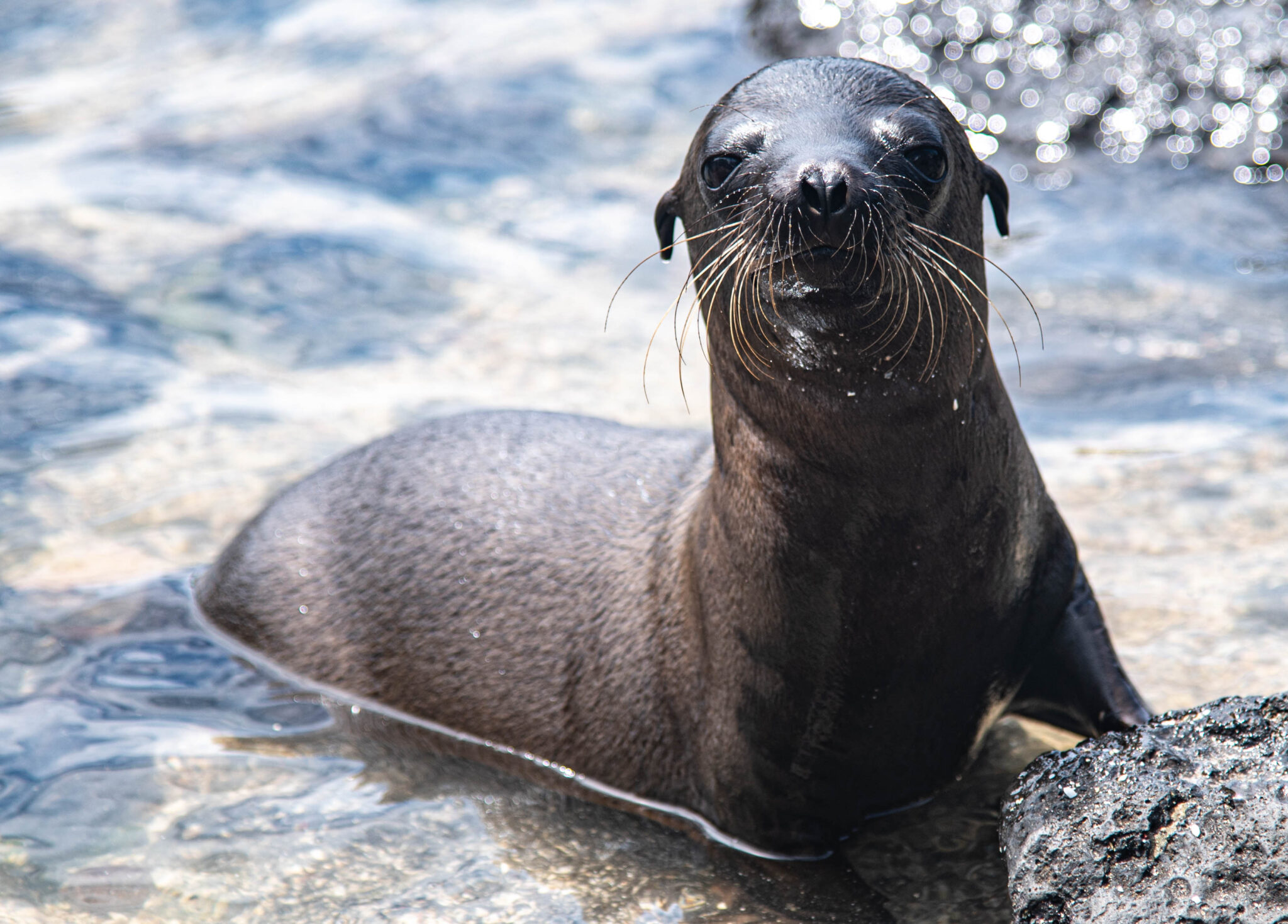 First epidemiological survey of Toxoplasma Gondii in Galapagos sea ...