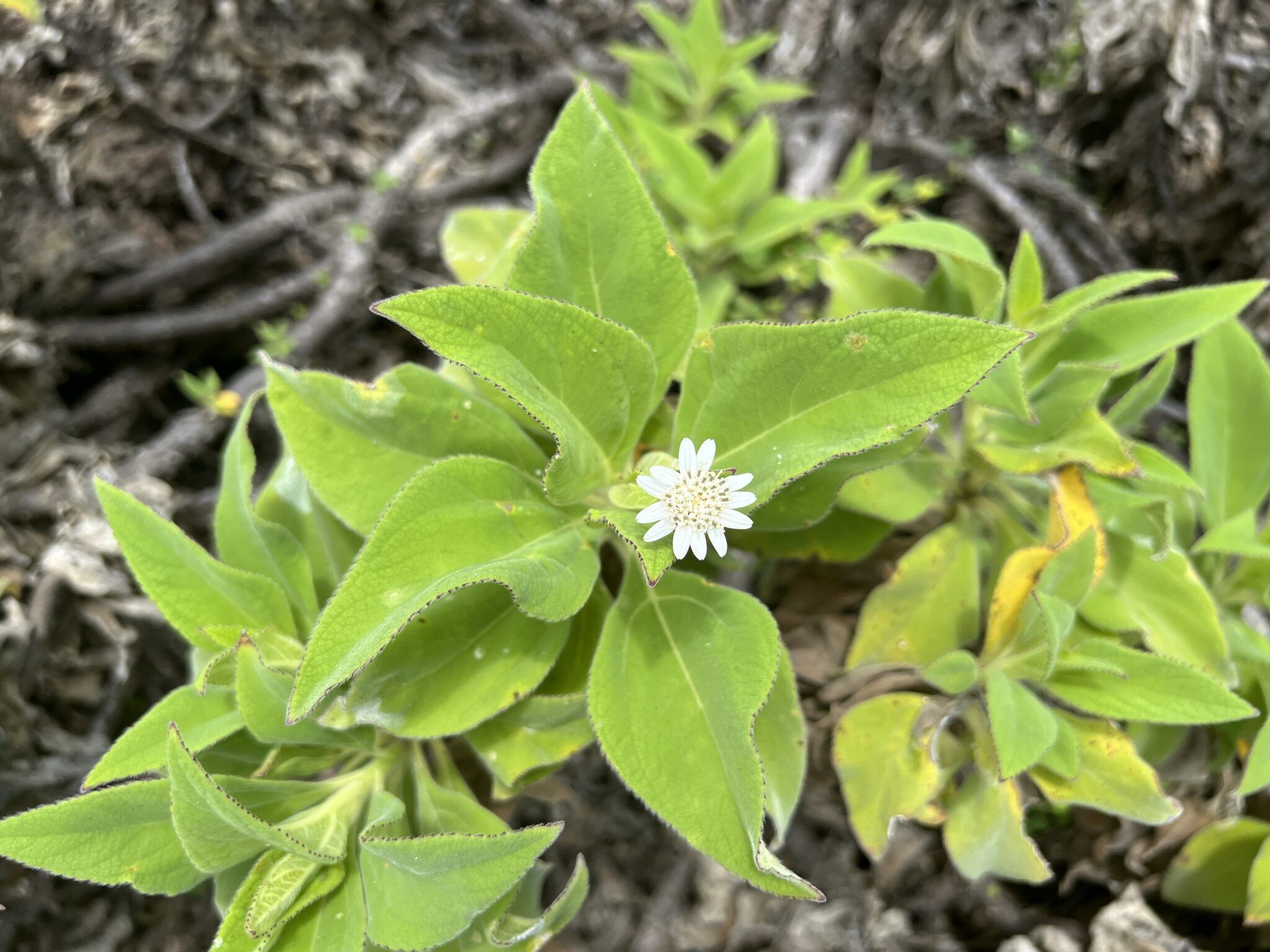 Darwin’s expedition revisited to reveal the evolution of plant–microbe ...