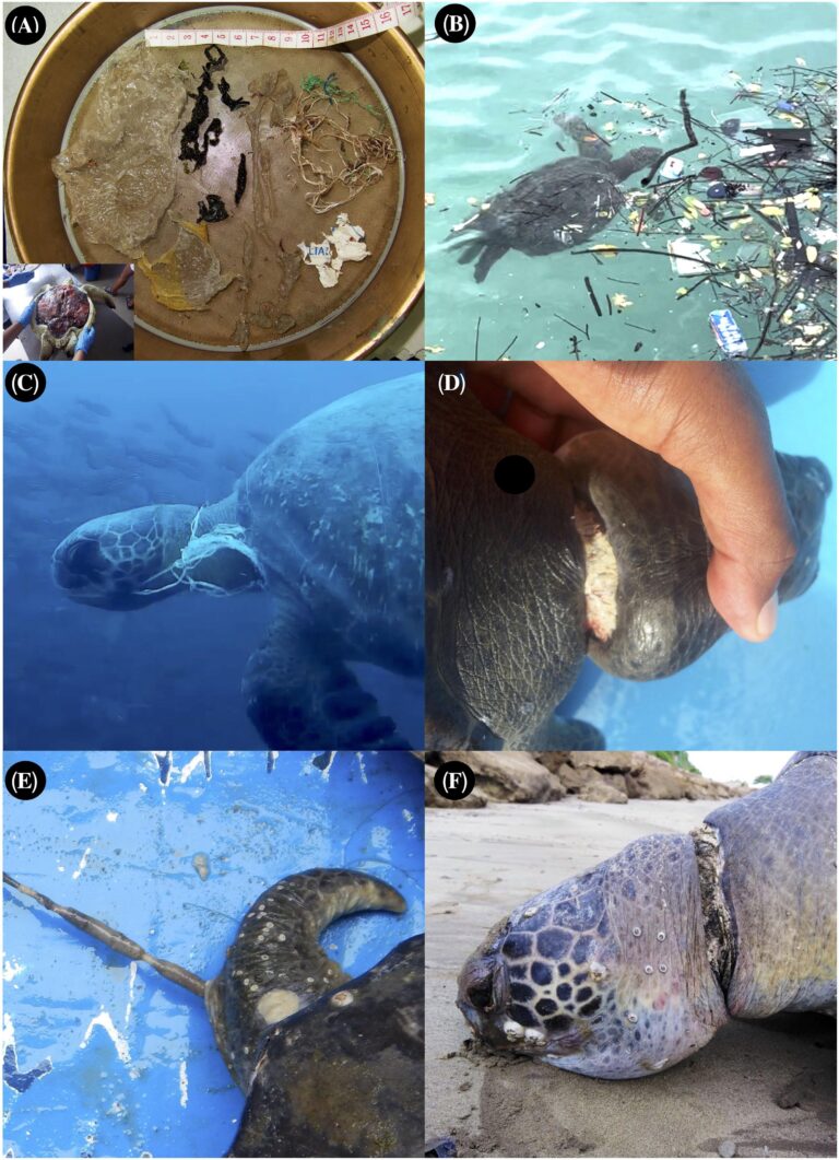 Plastic Pollution and Animal Health in Juvenile Green Turtles in ...