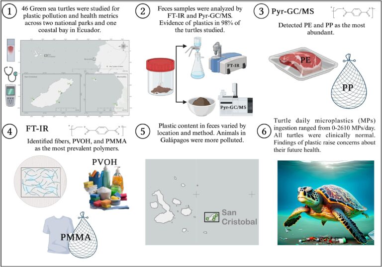 Plastic Pollution and Animal Health in Juvenile Green Turtles in ...