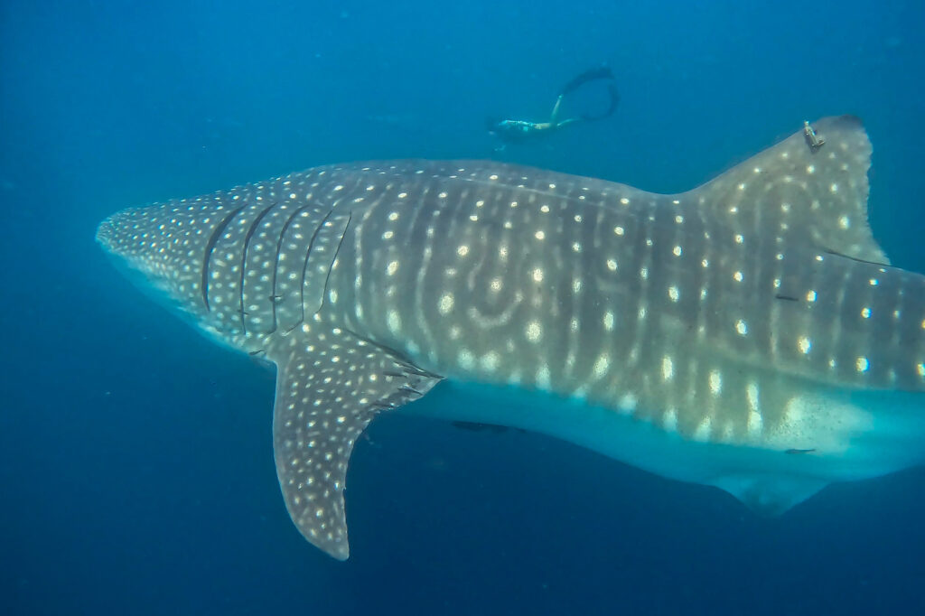 New milestone in whale shark research in Galápagos – Galapagos Science ...