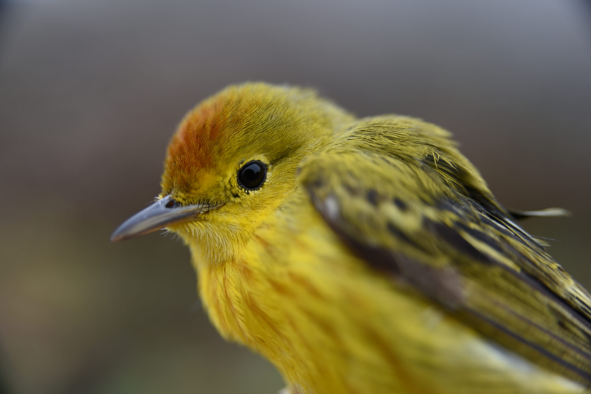 Explorando el estrés y la morfología en dos especies de aves canoras en ...
