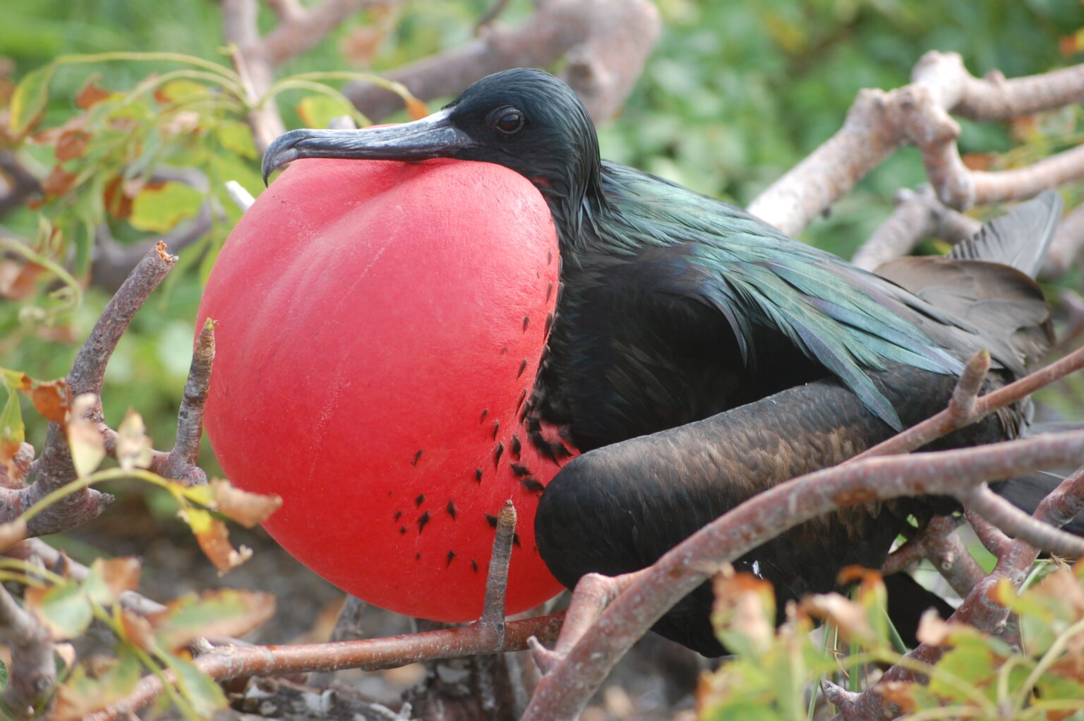 Health status and morphometrics of Galápagos magnificent frigatebirds ...