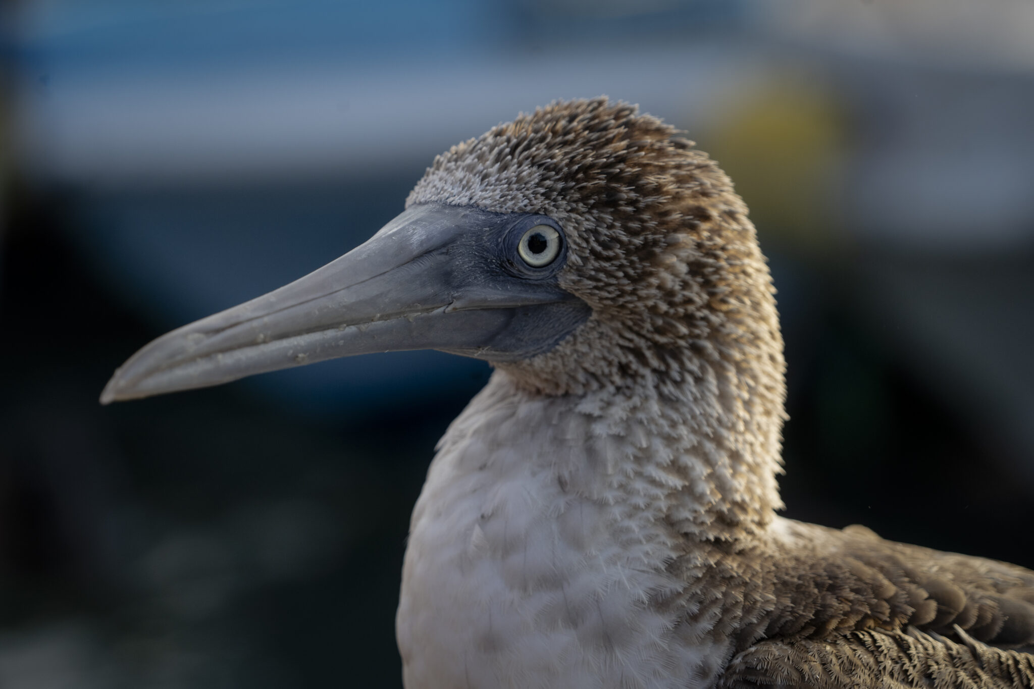 Health assessment of blue-footed boobies (Sula nebouxii excisa ...