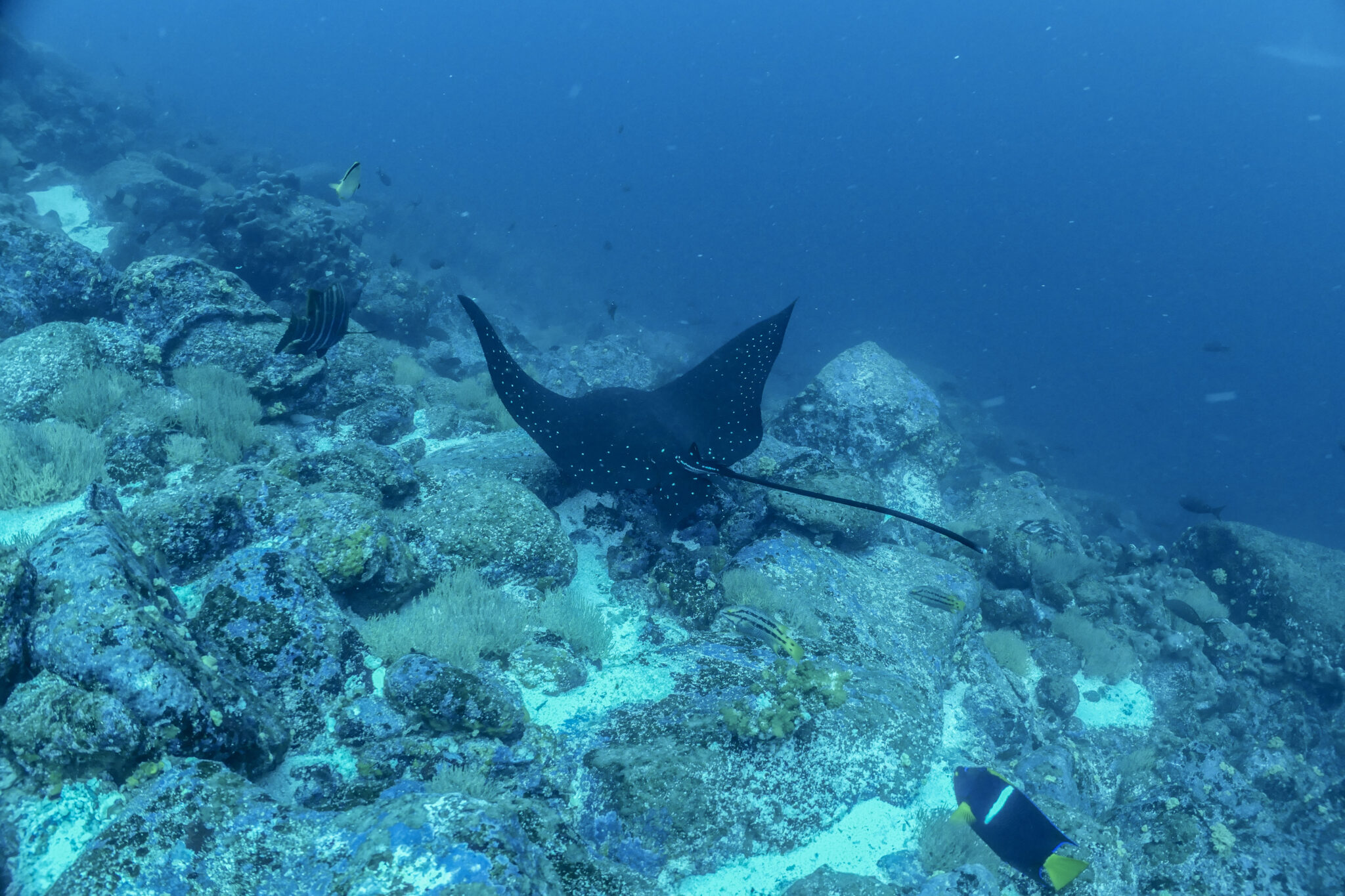 Mapping Important Shark and Ray Areas (ISRAs) in the Central and South ...