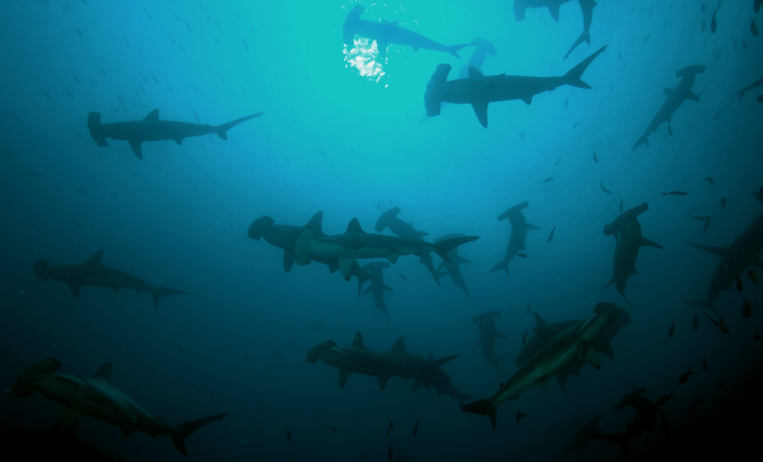 Mapping Important Shark and Ray Areas (ISRAs) in the Central and South ...