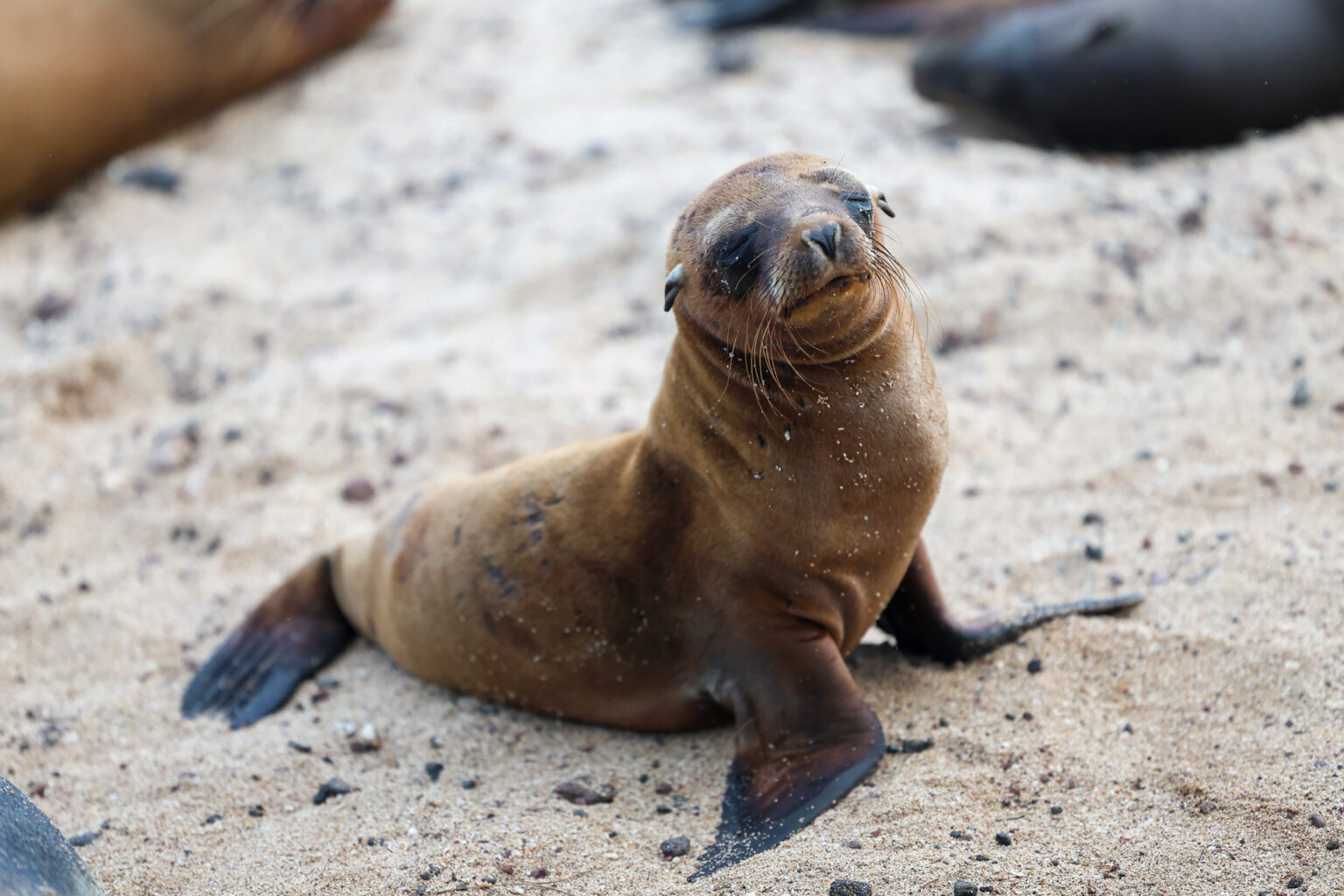 Galápagos strengthens sea lion protection with an updated management ...